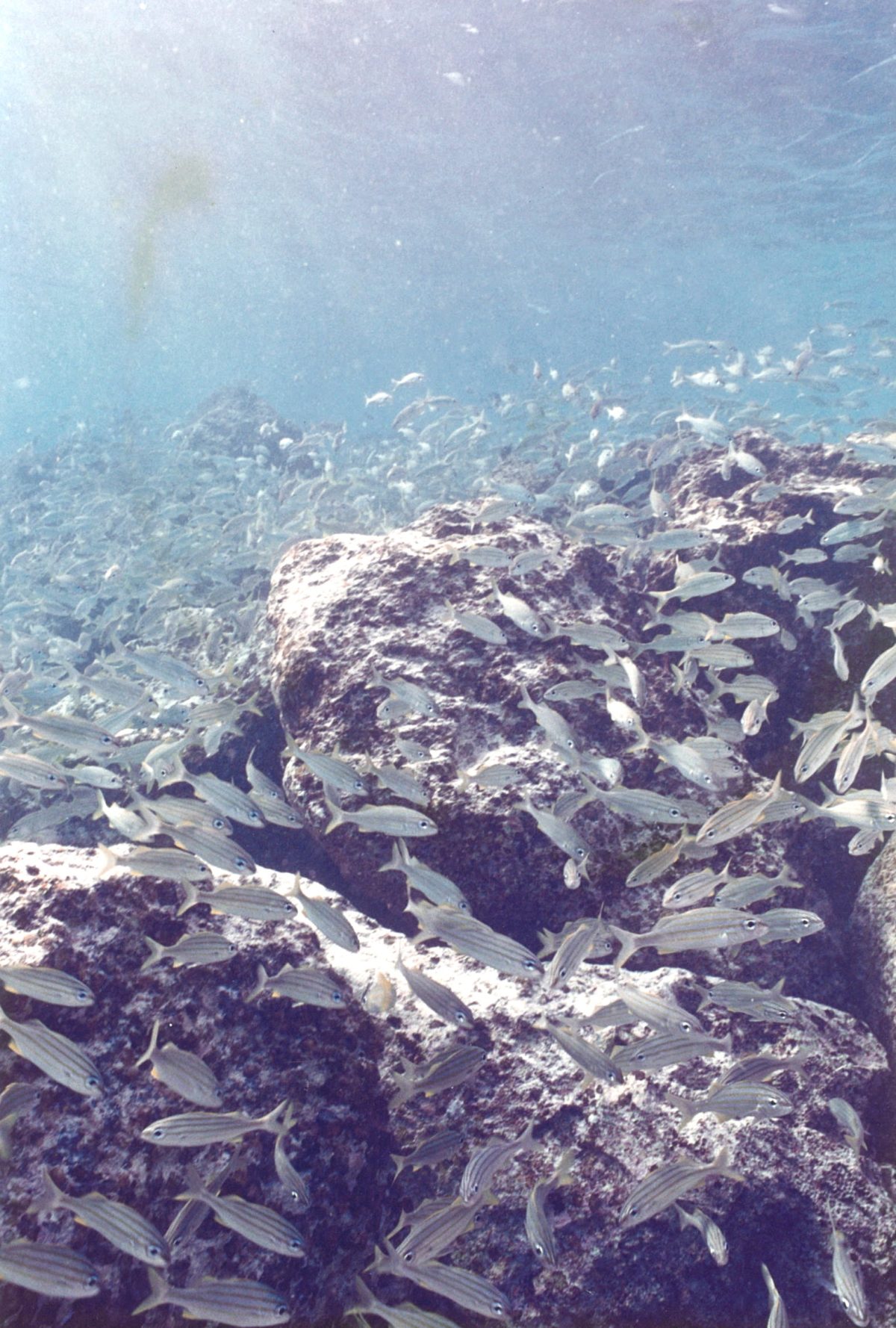 More than a Pile of Rocks - Smith Warner International Ltd.