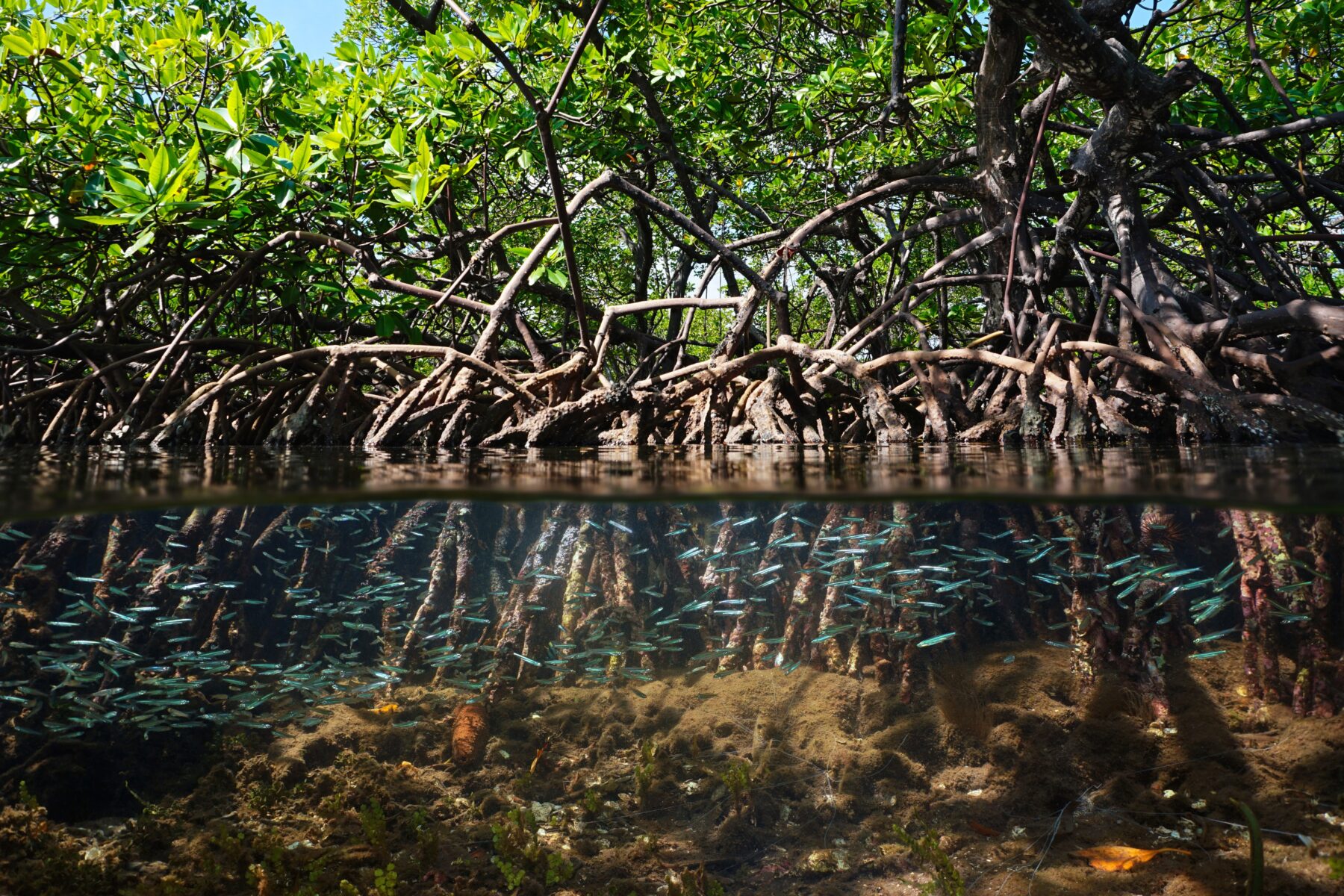 About those Mangroves... - Smith Warner International Ltd.